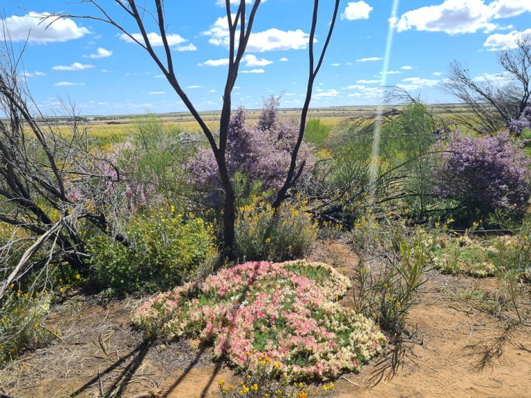 Perenjori Wildflowers - Yes That's Living
